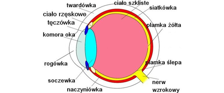 Zaćma u psa: objawy i leczenie [Lek wet Piotr Smentek]