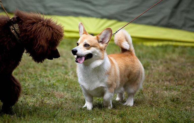 Welsh Corgi Pembroke: charakter, pielęgnacja i choroby