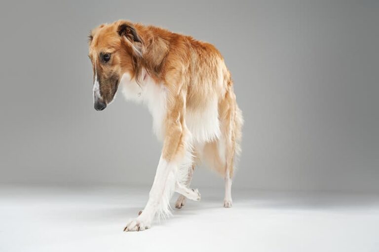Chart perski saluki: opis, charakter,choroby [zalecenia weterynarza]